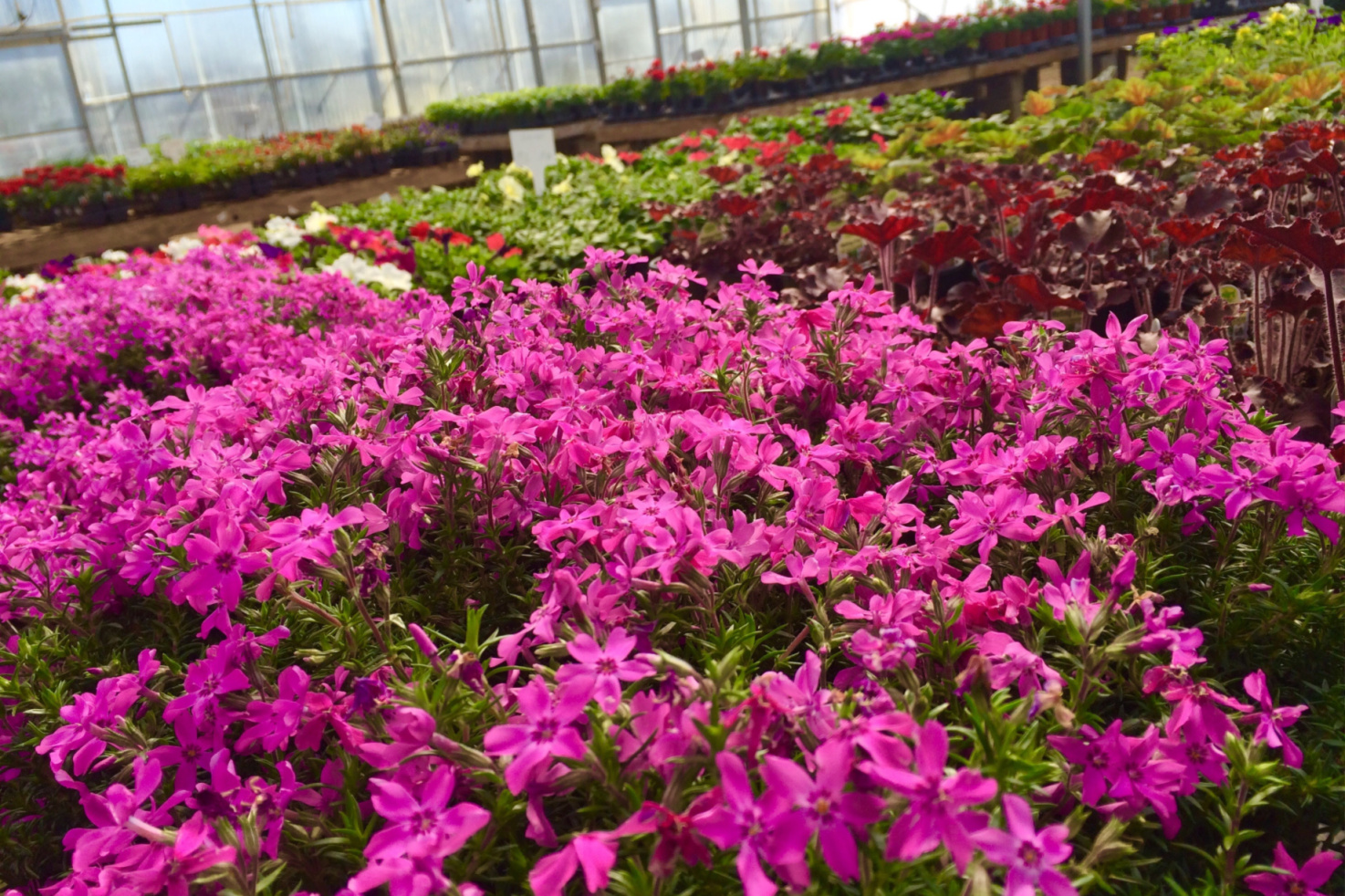 THGC | where ideas blossom