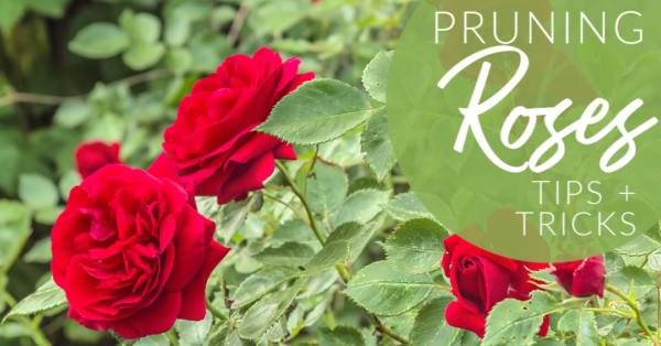 Pruning Roses: Tips & Tricks – THGC