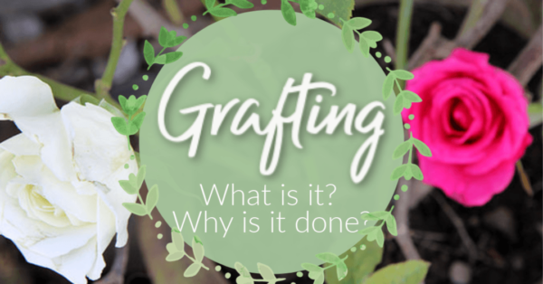 Grafting: What is it? Why is it done? – THGC