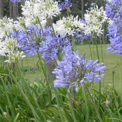 Agapanthus | THGC