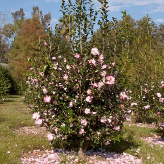 Camellia ‘October Magic Orchid’ | THGC