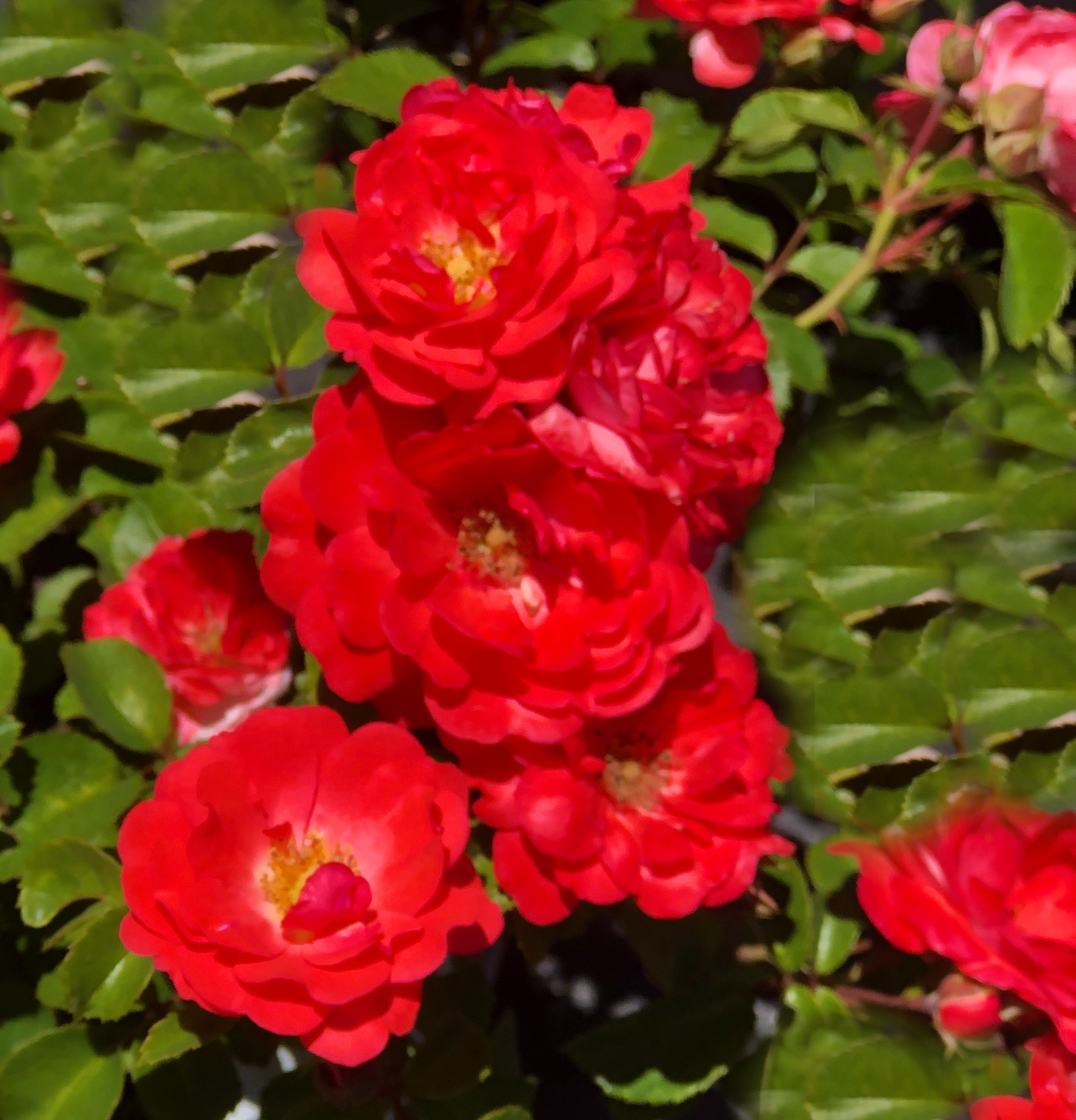 THGC | Drift Rose 'Red' | | THGC