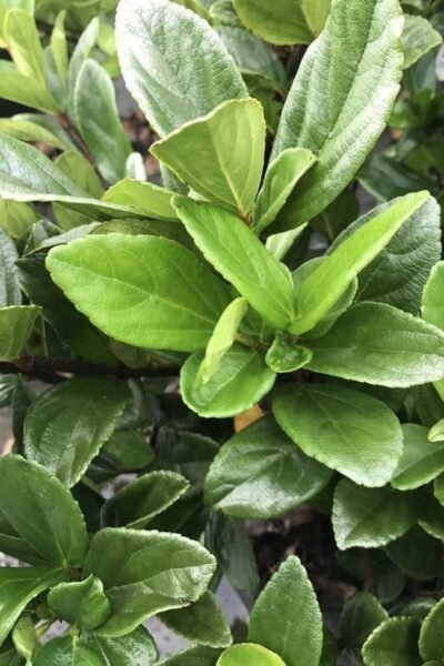 Viburnum ‘Sandankwa’ | THGC