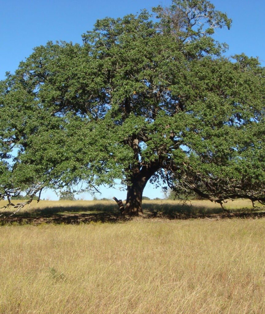 Oak ‘Live’ | THGC