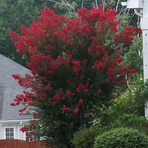 Crape Myrtle ‘Dynamite’ | THGC