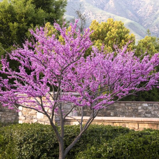 Redbud ‘Forest Pansy’ | THGC
