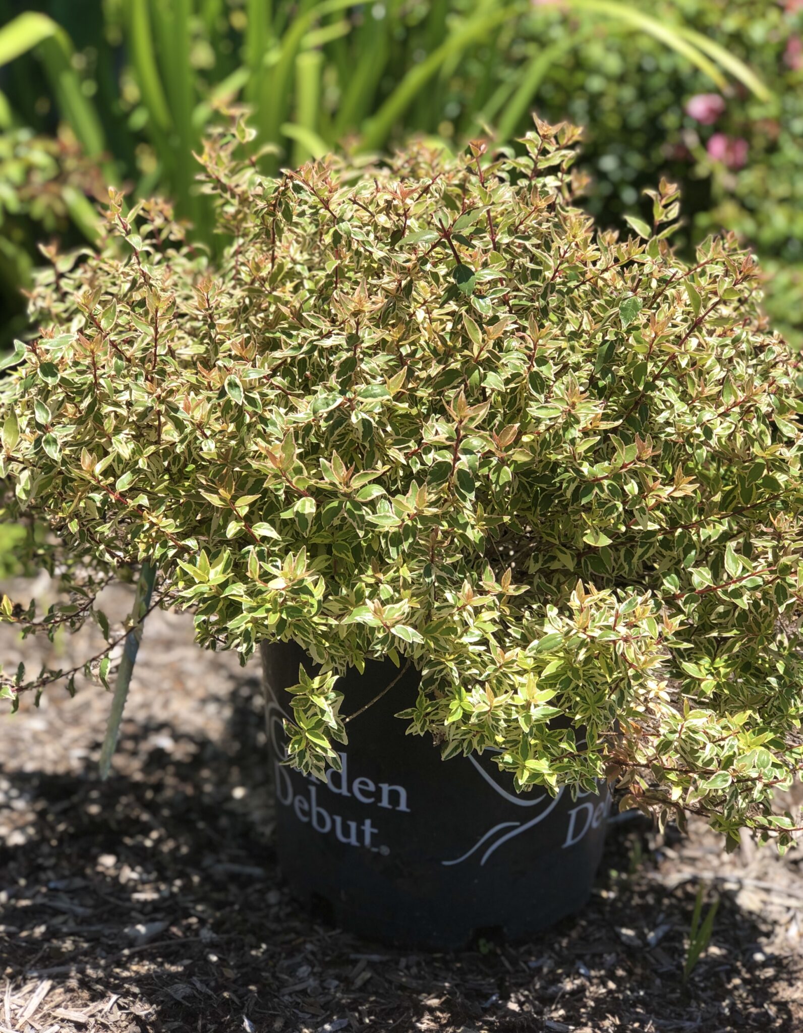 Abelia ‘Radiance’ – THGC