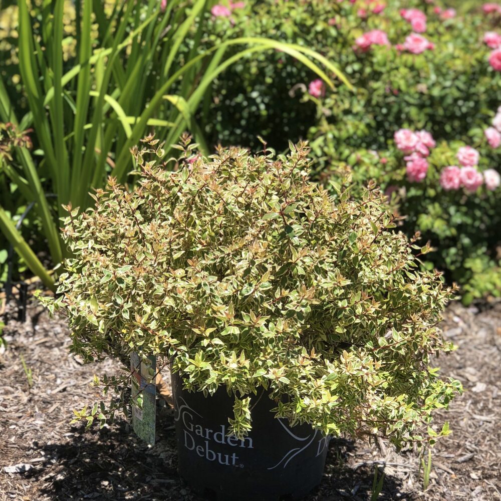 Abelia ‘Radiance’ – THGC