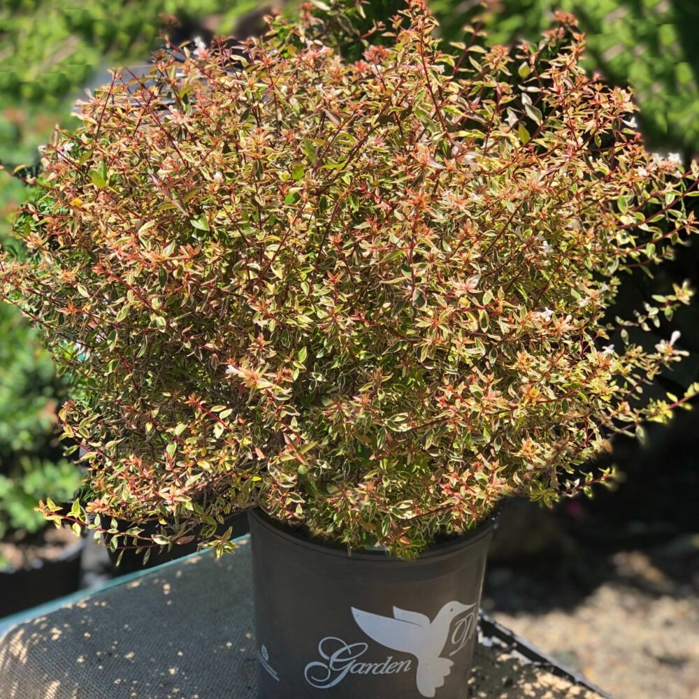 Hydrangea ‘Endless Summer’ | THGC