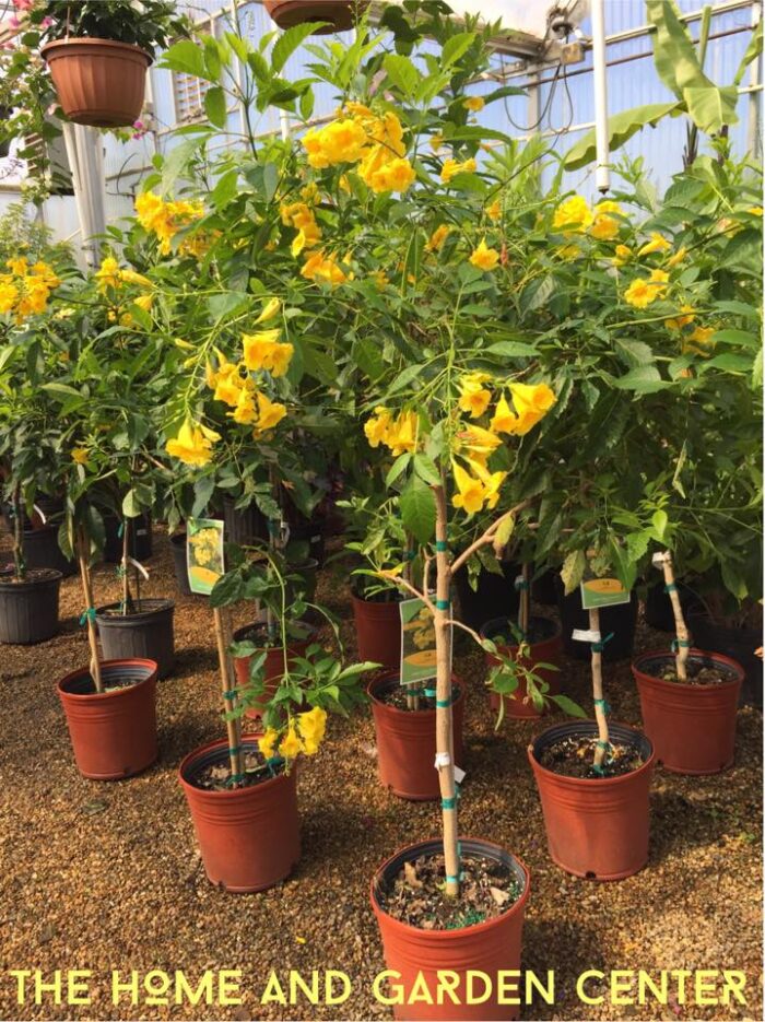 Standard Esperanza Tree at Ann Kennedy blog