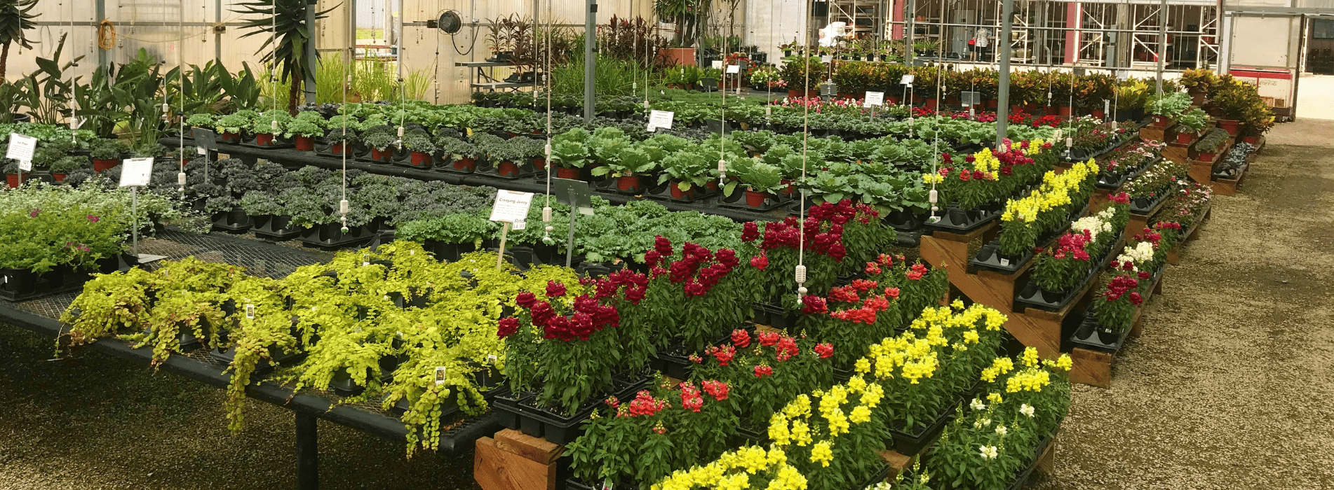 THGC – where ideas blossom