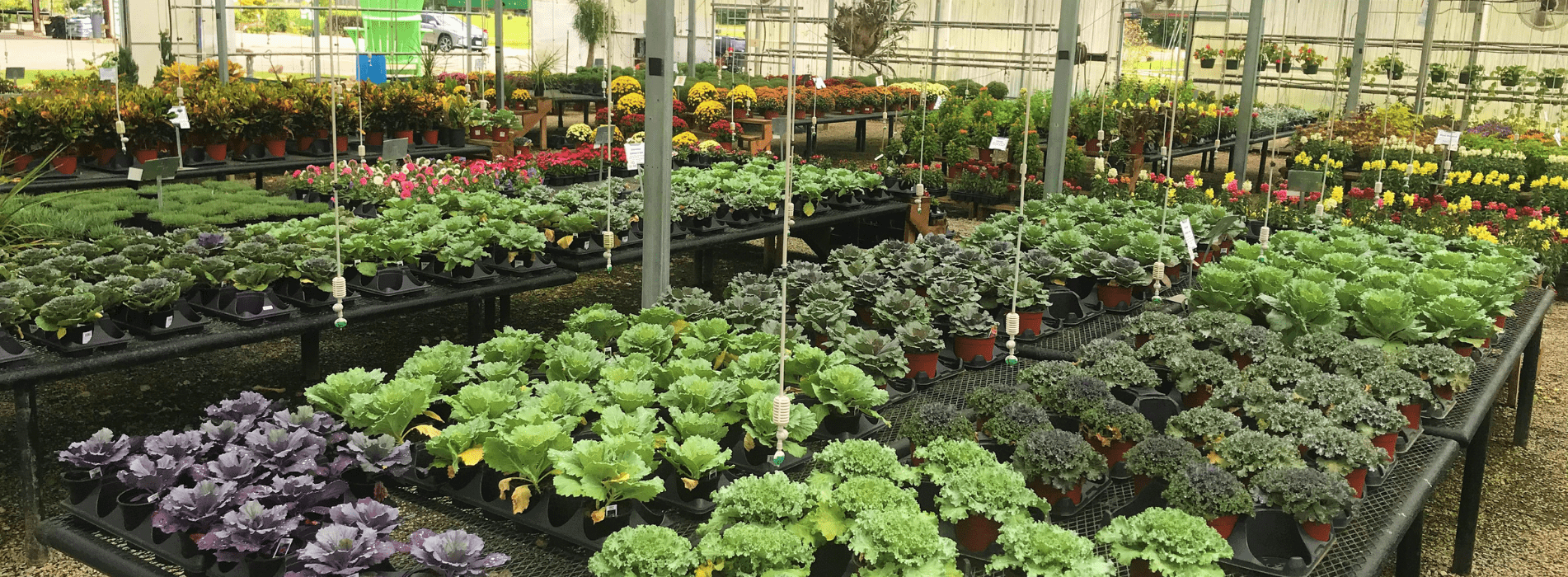 THGC – where ideas blossom