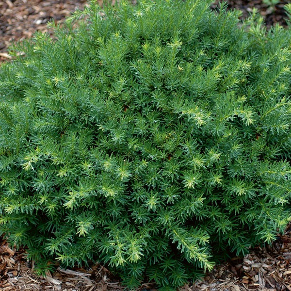 Yew Densiformis The Home Garden Center